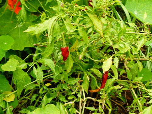 Homemade Chilli Flakes | Fig Jam and Lime Cordial