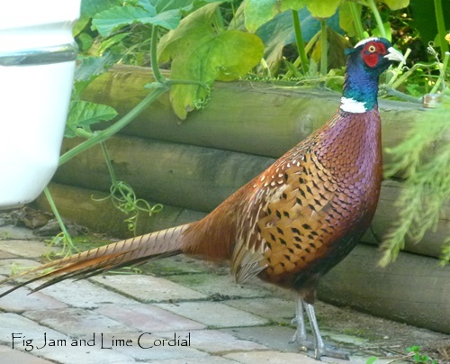 A Very Pleasant Pheasant | Fig Jam and Lime Cordial