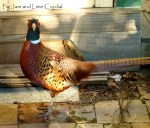 A Very Pleasant Pheasant | Fig Jam and Lime Cordial