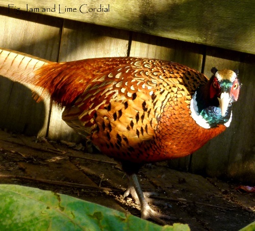 A Very Pleasant Pheasant | Fig Jam and Lime Cordial