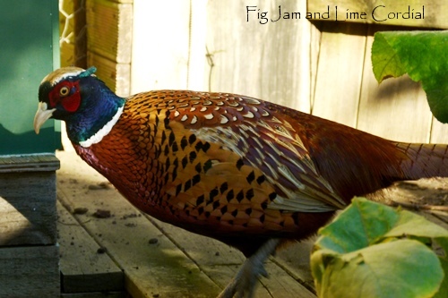 A Very Pleasant Pheasant | Fig Jam and Lime Cordial